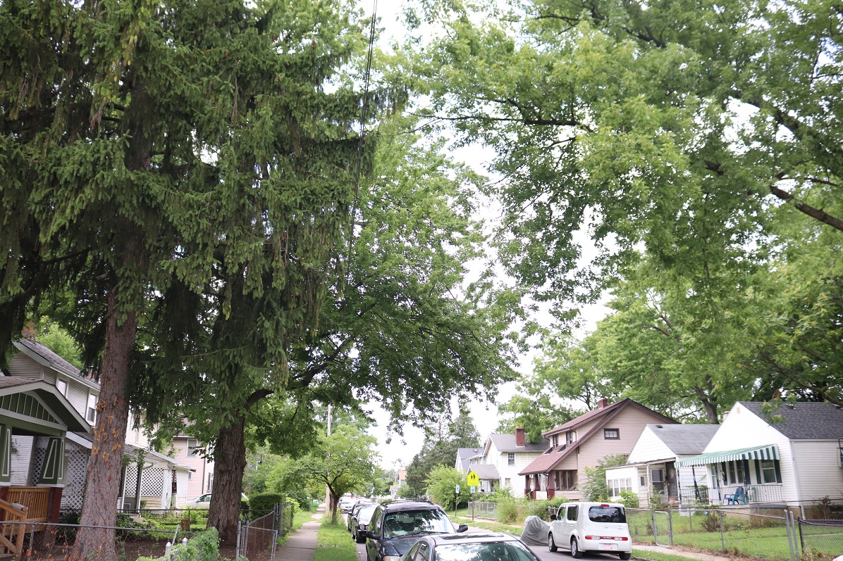 Street Tree Programs - Rain Barrels - Franklin Soil and Water ...